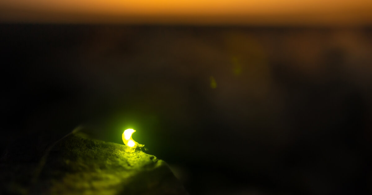 Where are the fireflies? - Blog - Cundall